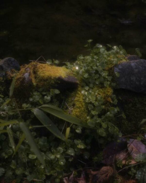 Capturando o lado efêmero da natureza com Chiara Zonca